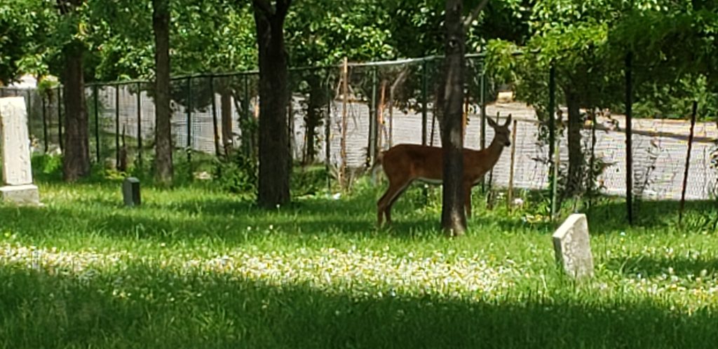 Wild Animals – Twin Cities Almanac